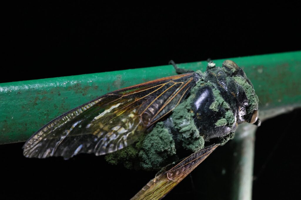 Metarhizium anisopliae – Turn bugs into zombies – No-burden way to get ...