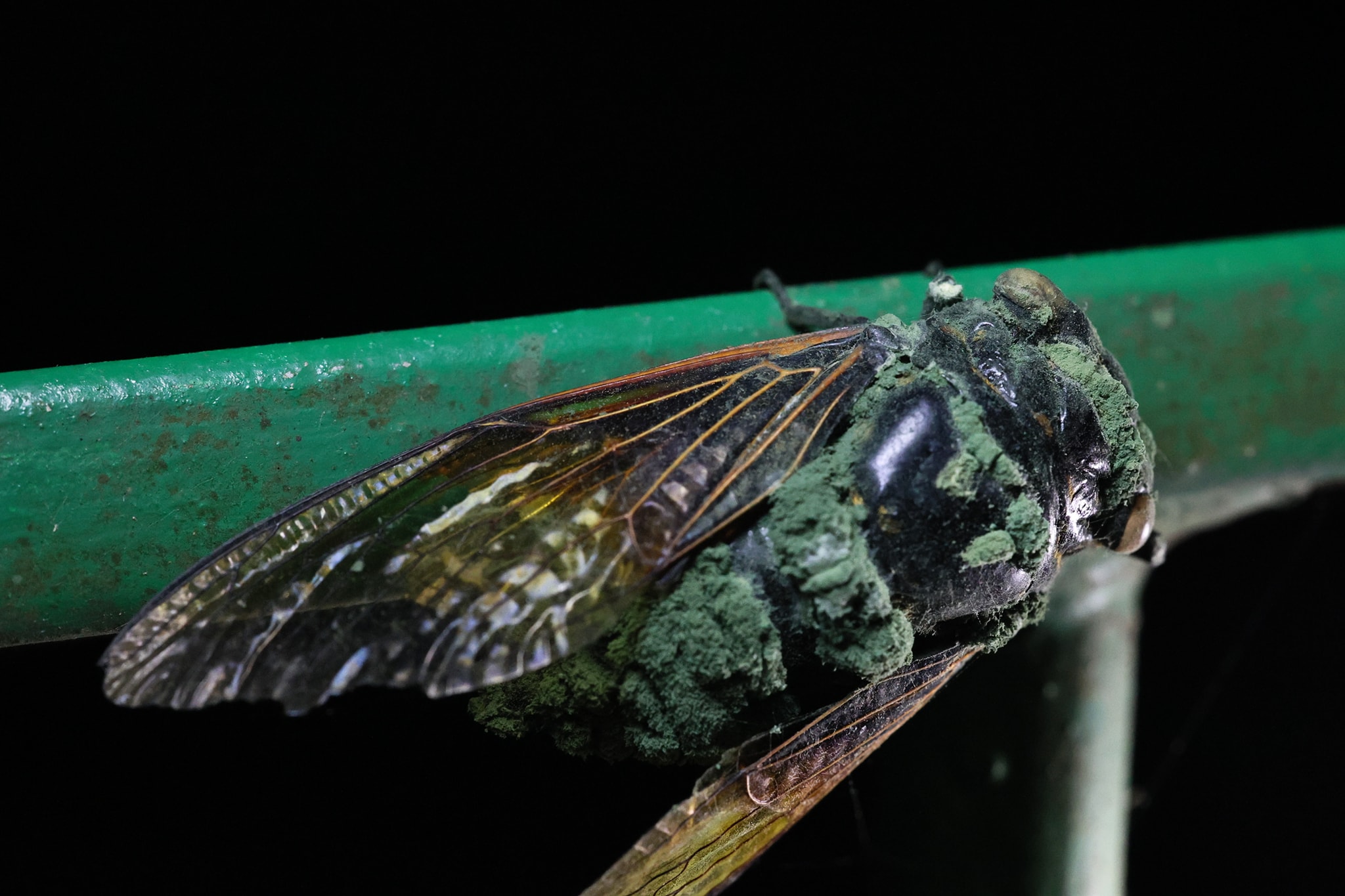 Metarhizium anisopliae - Is there any gardening planted?