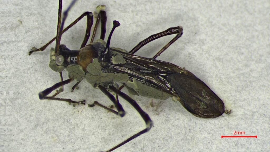 Metarhizium anisopliae – Turn bugs into zombies – No-burden way to get ...