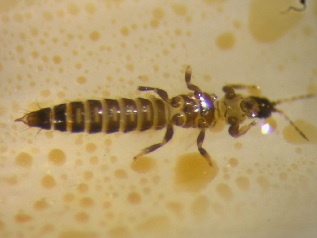 Thrips Prevention and Control / Five ways to keep you from thrips harm ...