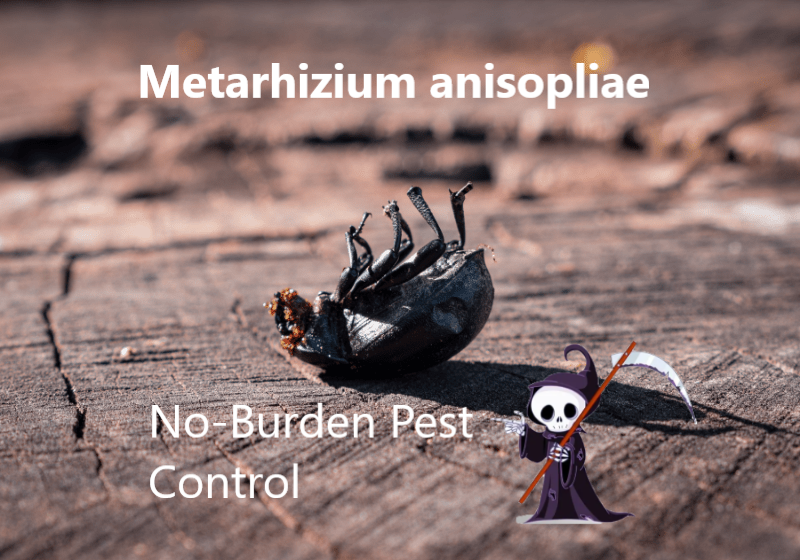 Metarhizium anisopliae – Turn bugs into zombies – No-burden way to get ...